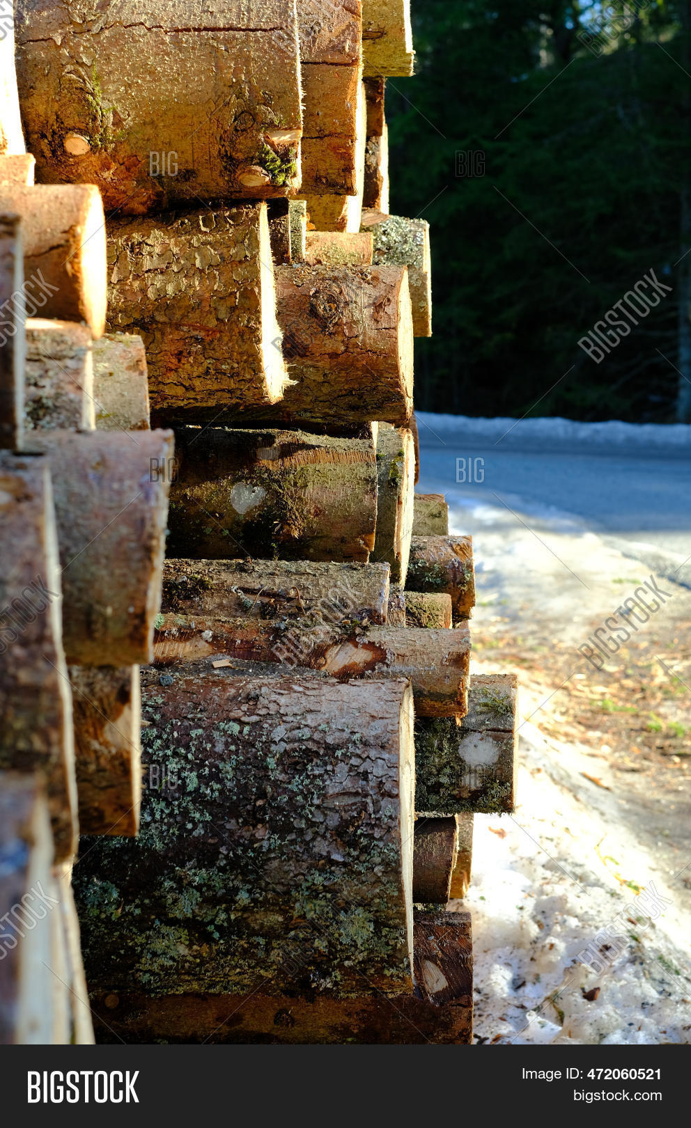 Timber Logging Forest Image & Photo (Free Trial) | Bigstock