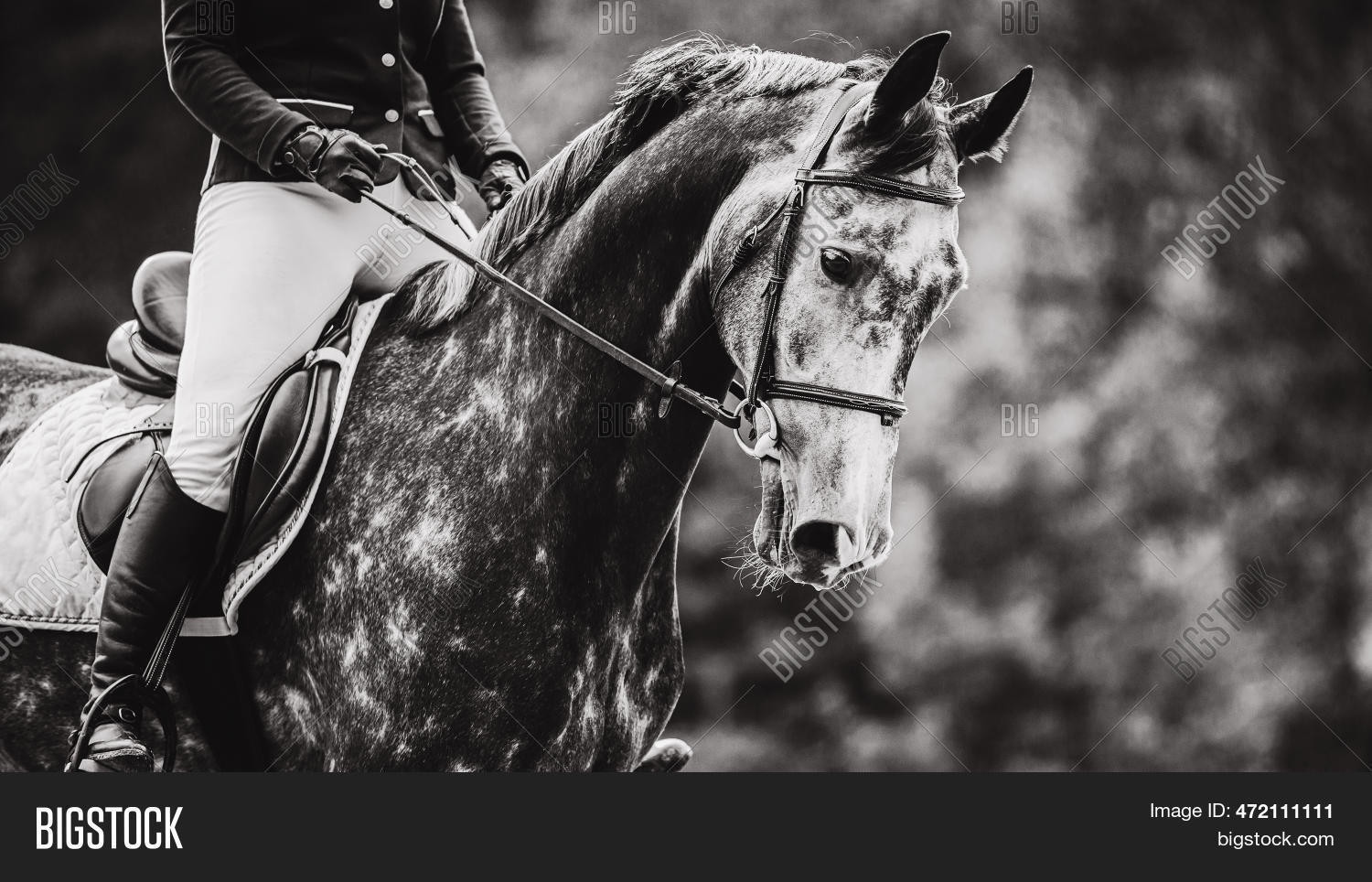 Black And White Horse Jumping Photography