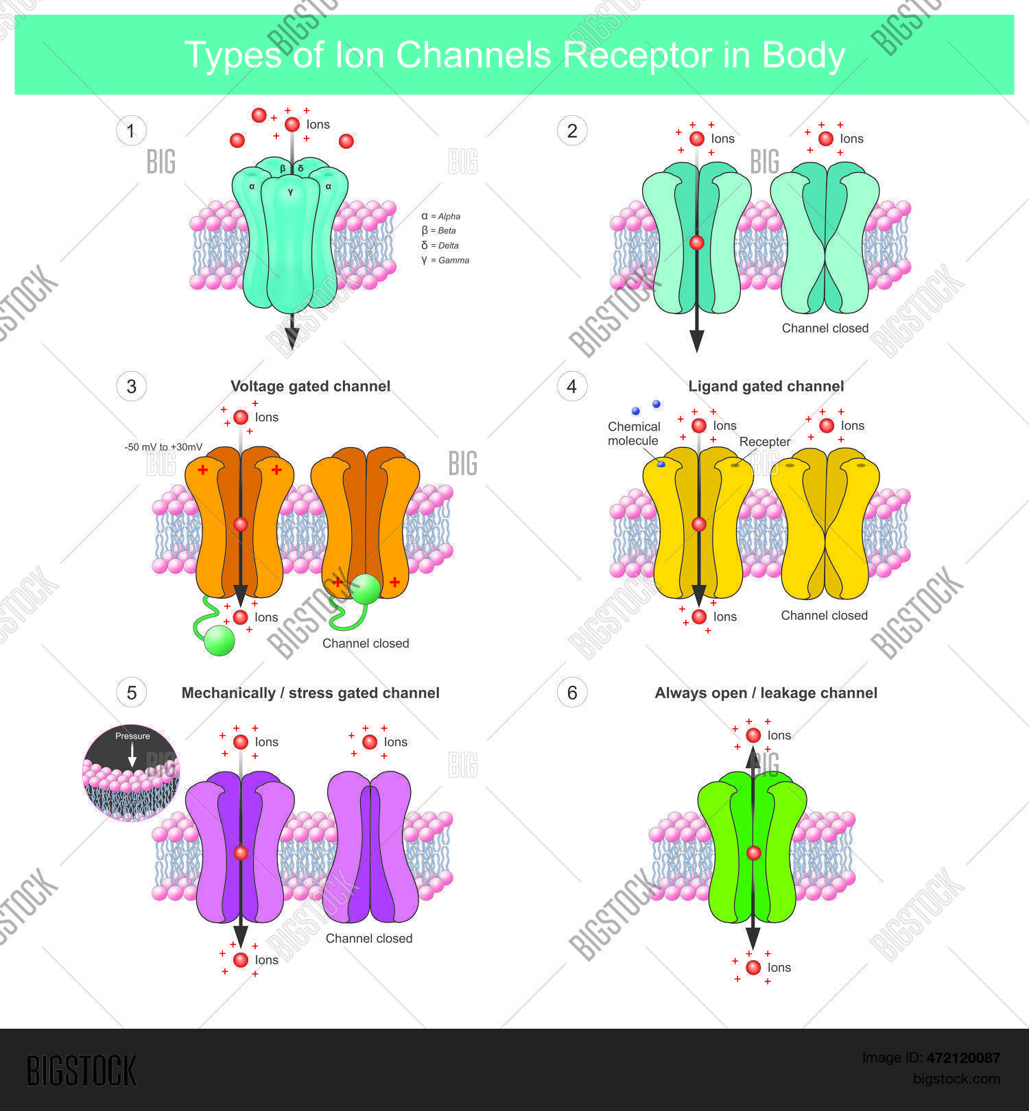 Types Ion Channels Vector & Photo (Free Trial) | Bigstock