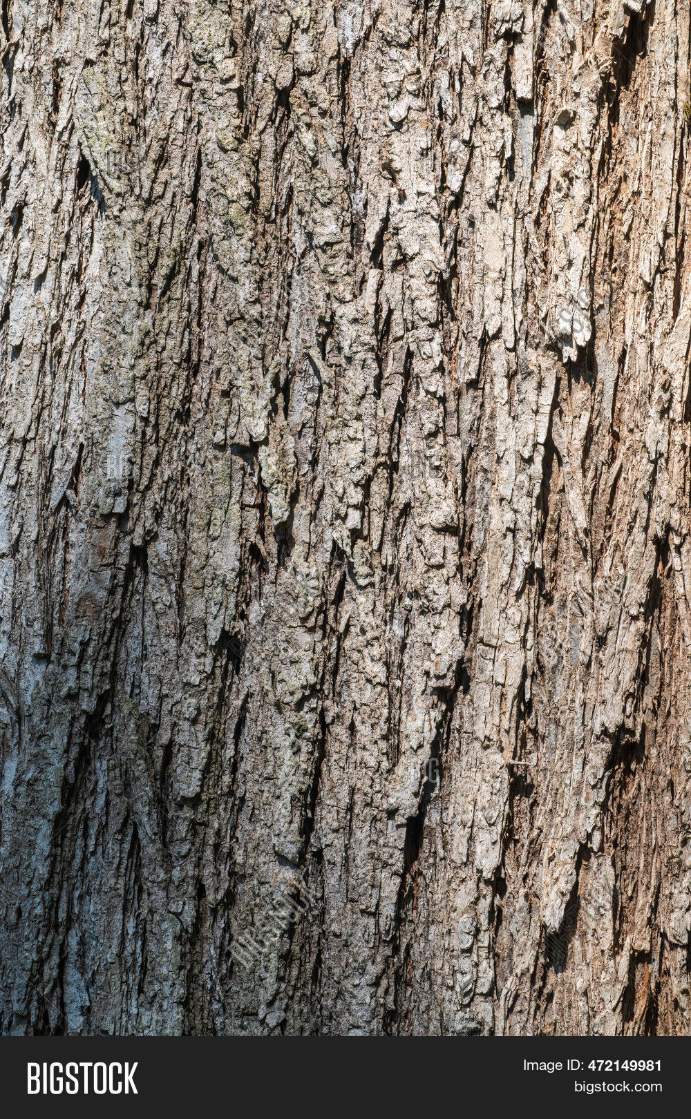 Texture Bark Old Maple Image & Photo (Free Trial) | Bigstock