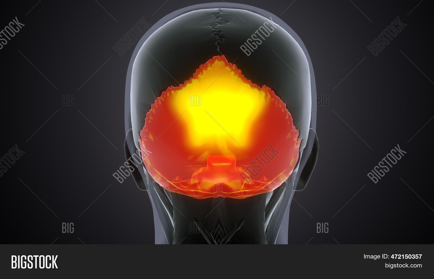 Human Skeleton Skull Image & Photo (Free Trial) | Bigstock