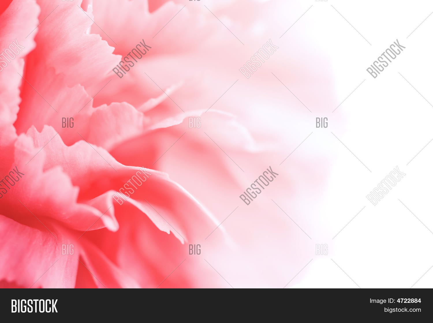 Macro Carnation Petals Image & Photo (Free Trial) | Bigstock