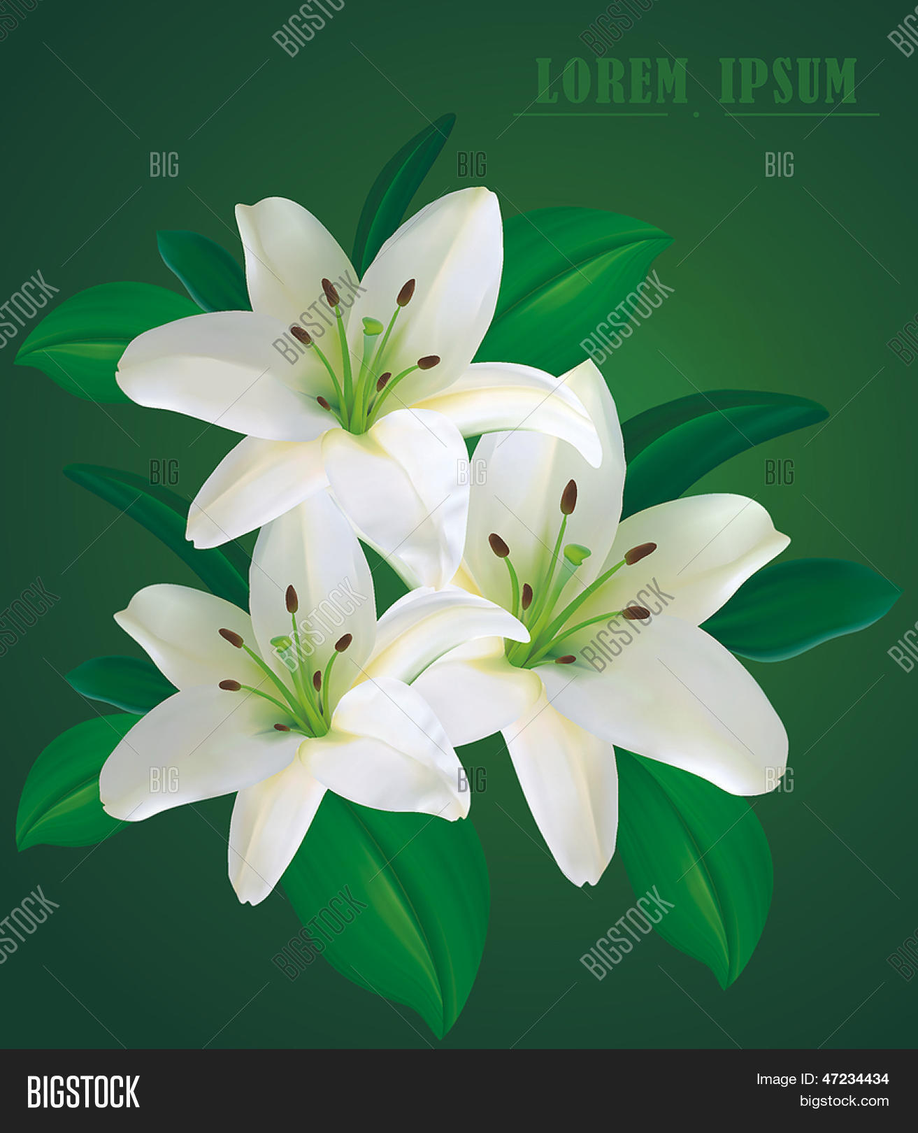 Beautiful White Lily Vector & Photo (Free Trial) | Bigstock