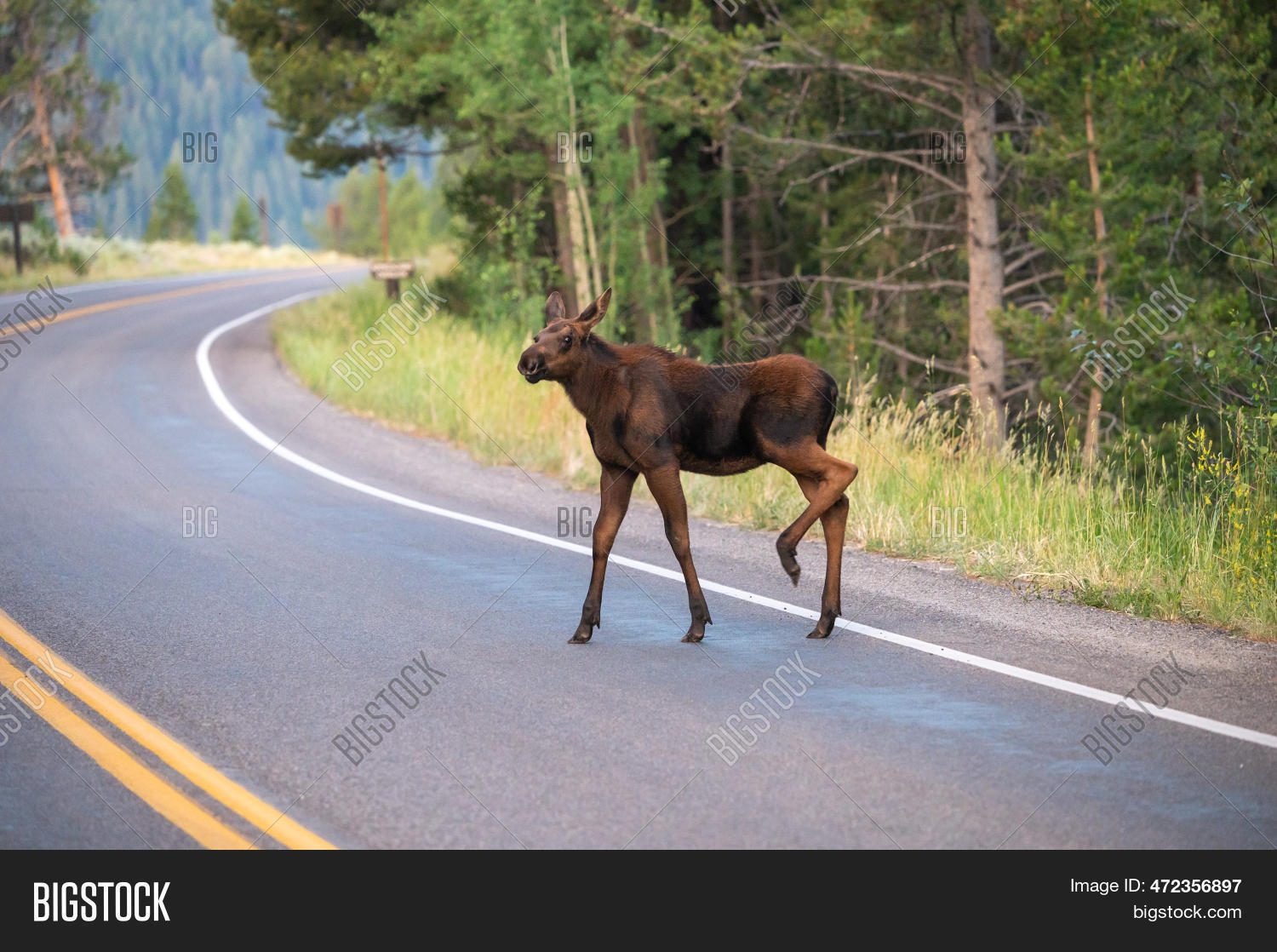 Moose Calf Walks On Image & Photo (Free Trial) | Bigstock