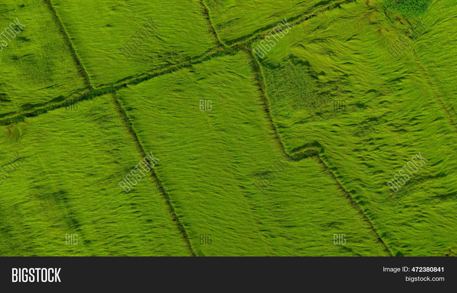 Aerial View Green Rice Image & Photo (Free Trial) | Bigstock