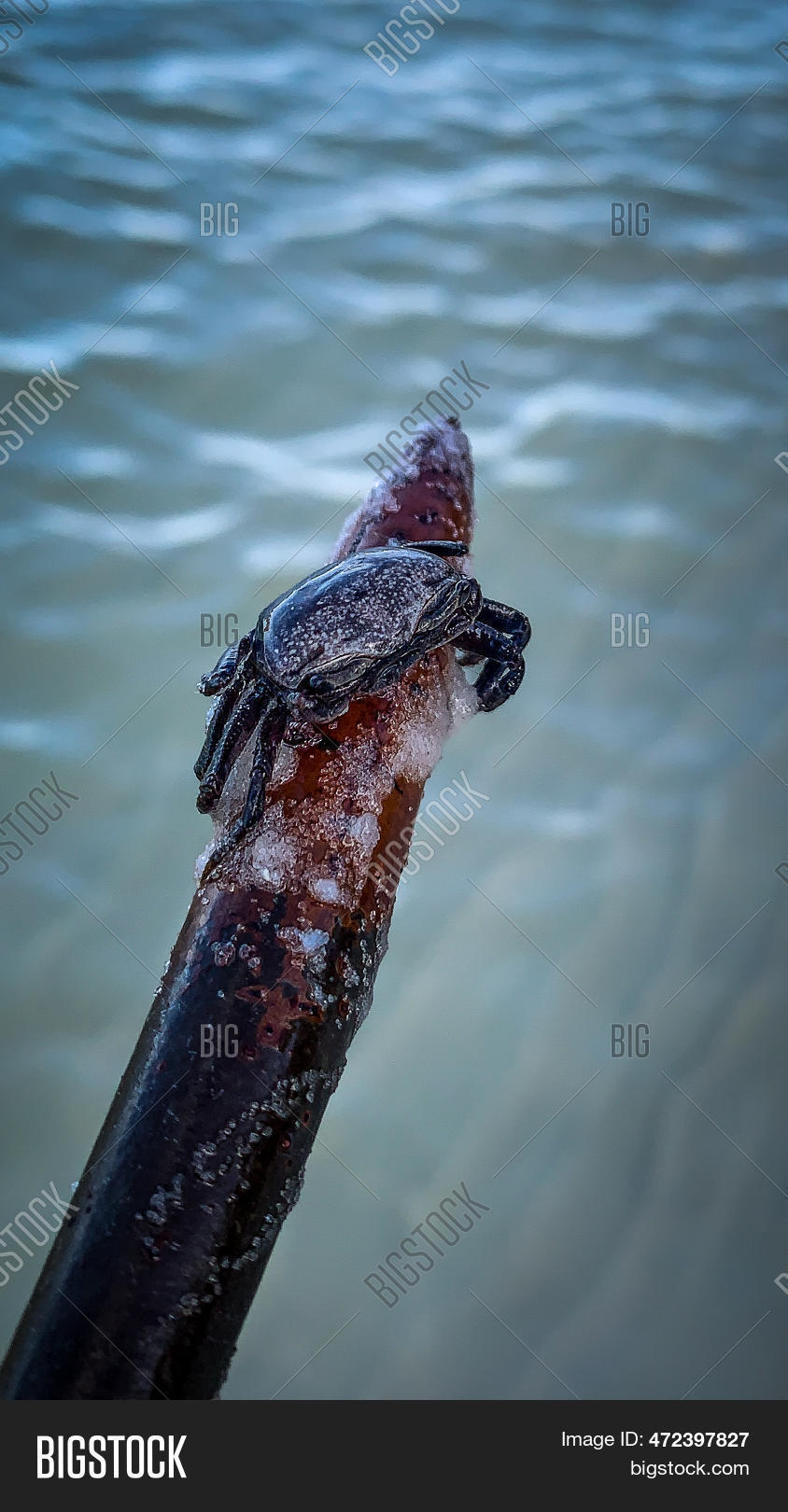 Aratus Pisonii Aka Image & Photo (Free Trial) | Bigstock