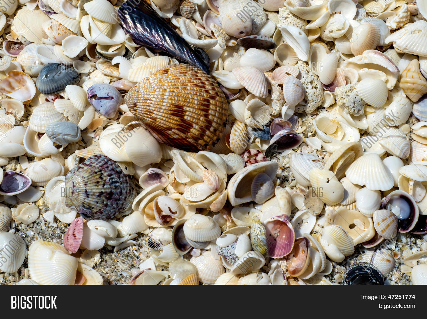 Treasure Seashells Image & Photo (Free Trial) | Bigstock