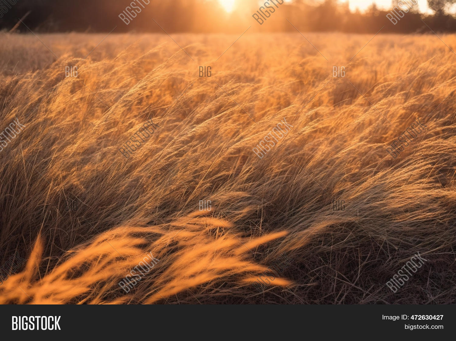Field Grains During Image & Photo (Free Trial) | Bigstock