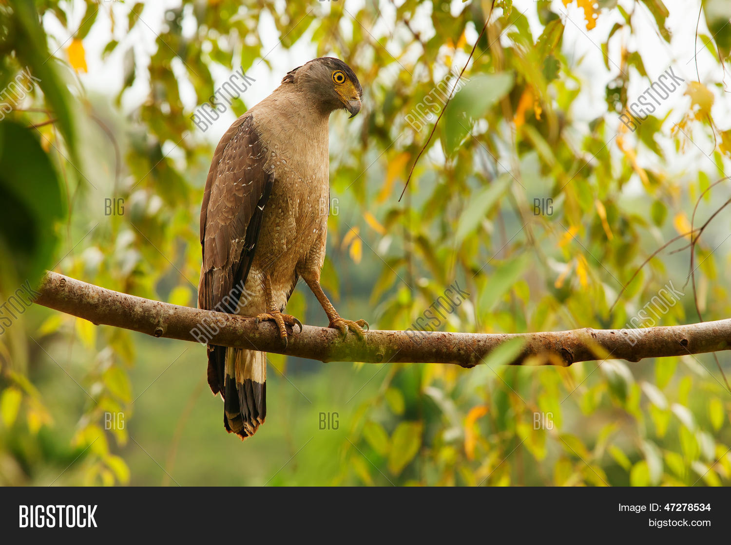 Hawlk Sitting On Image & Photo (Free Trial) | Bigstock