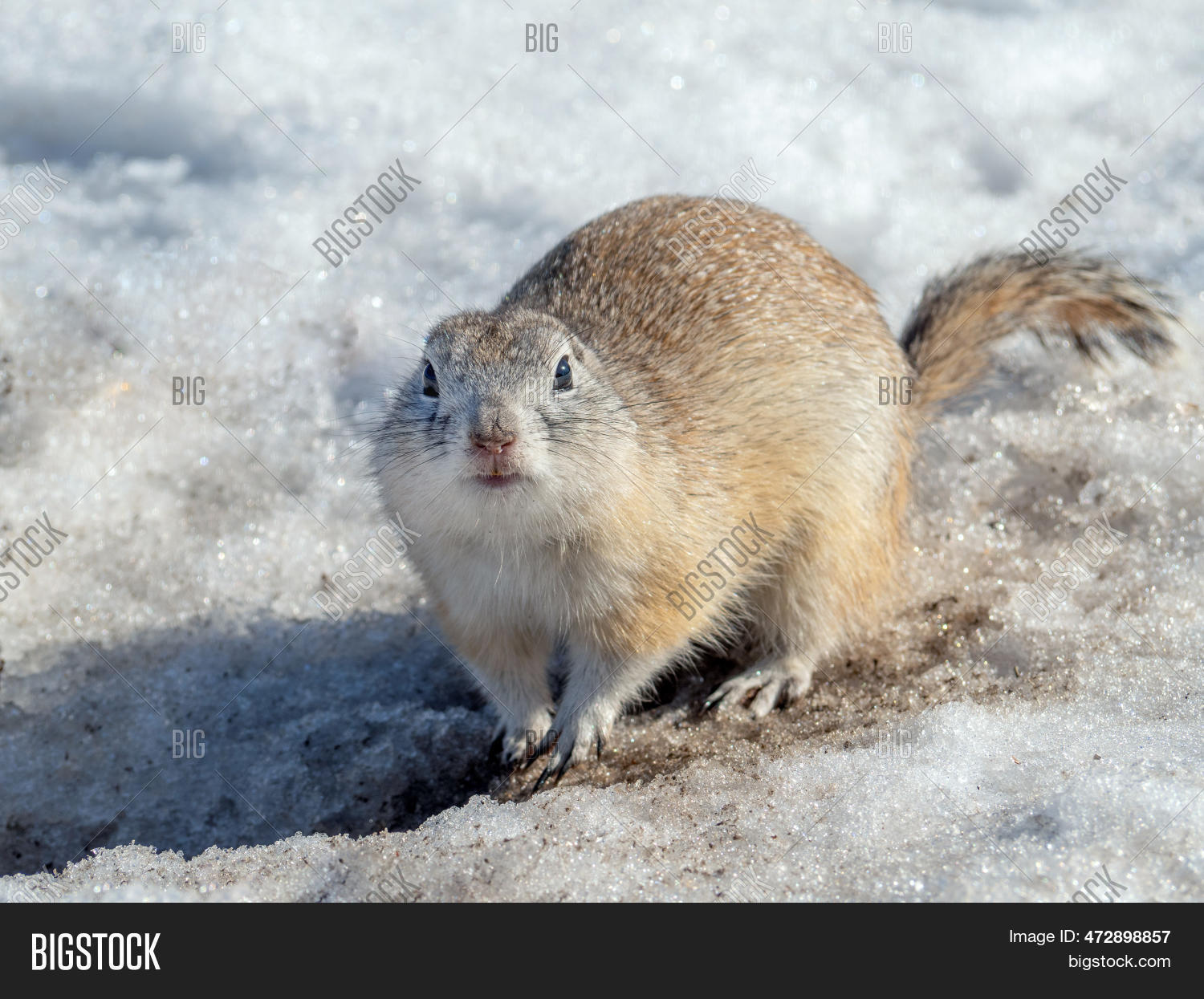 Gophers On Snow Winter Image & Photo (Free Trial) | Bigstock
