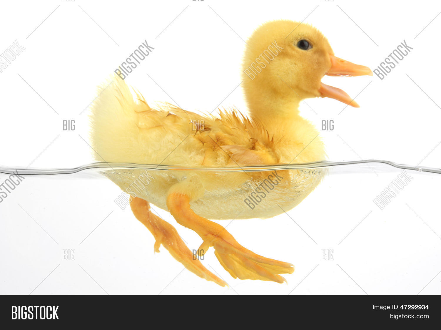 Floating Cute Duckling Image & Photo (Free Trial) | Bigstock