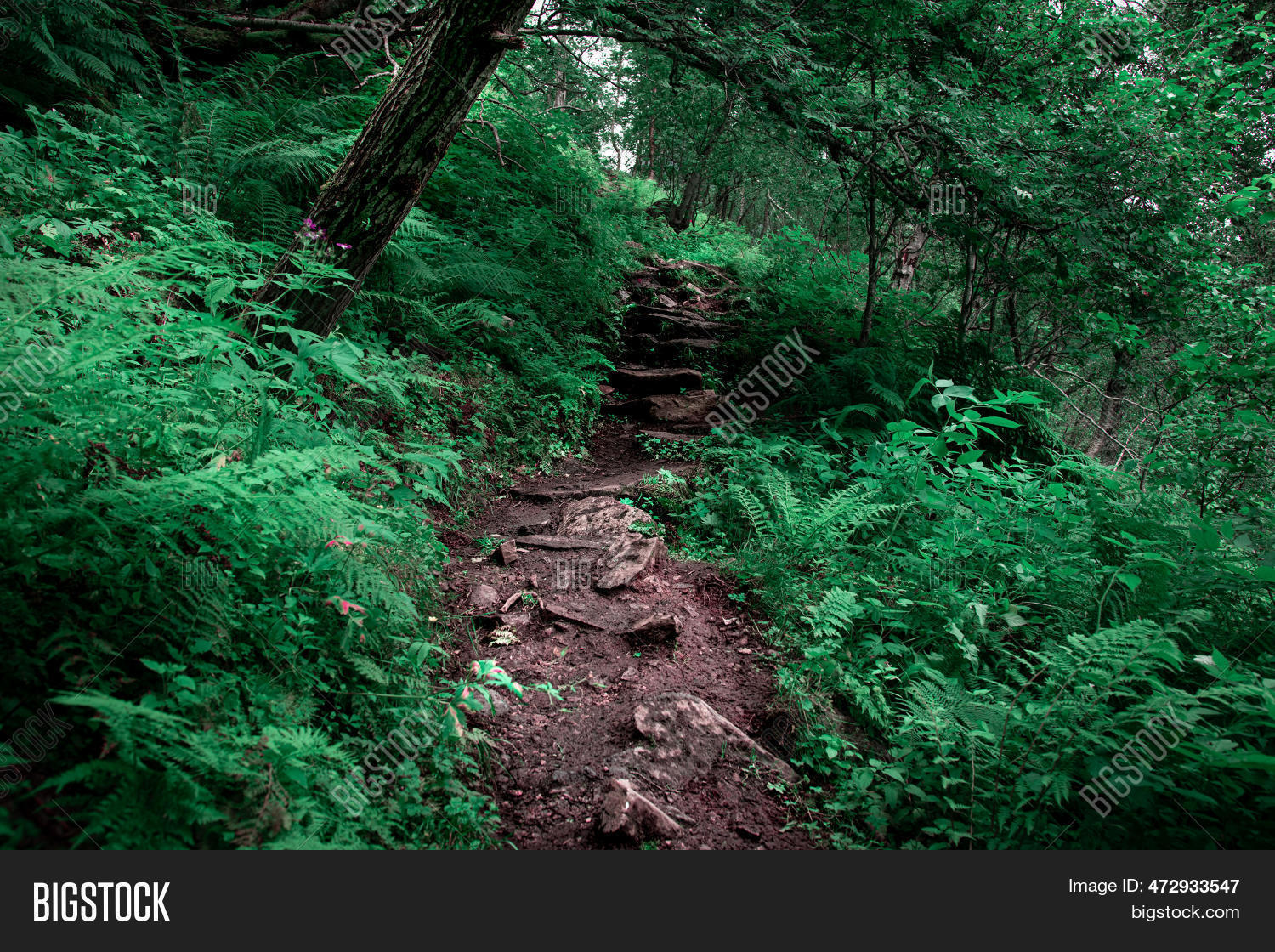 Forest Path, Stone Image & Photo (Free Trial) | Bigstock