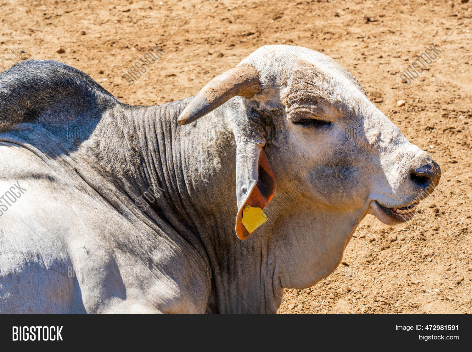 Portrait Indian Bull. Image & Photo (Free Trial) | Bigstock
