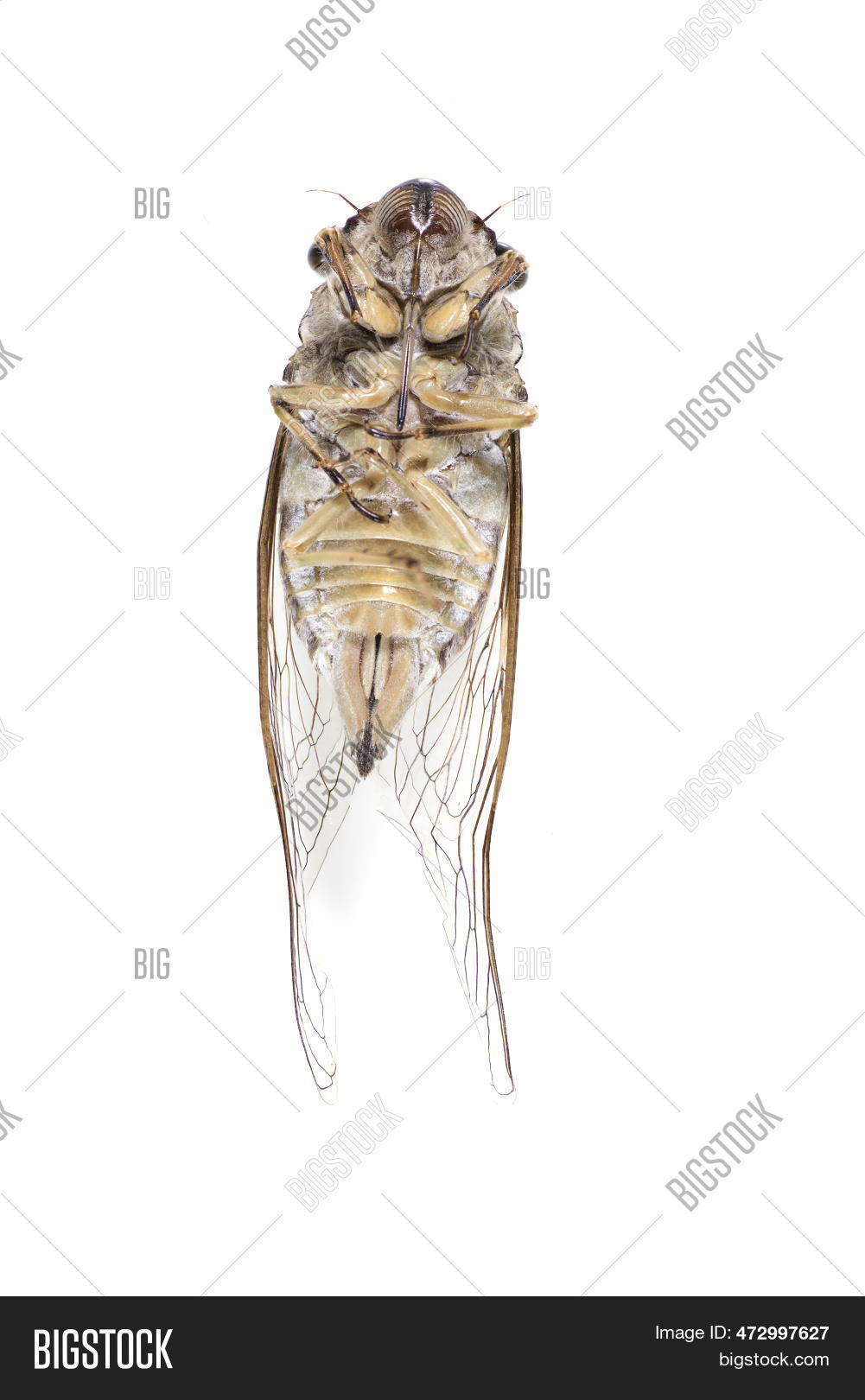Cicadas Beetles Live Image & Photo (Free Trial) | Bigstock