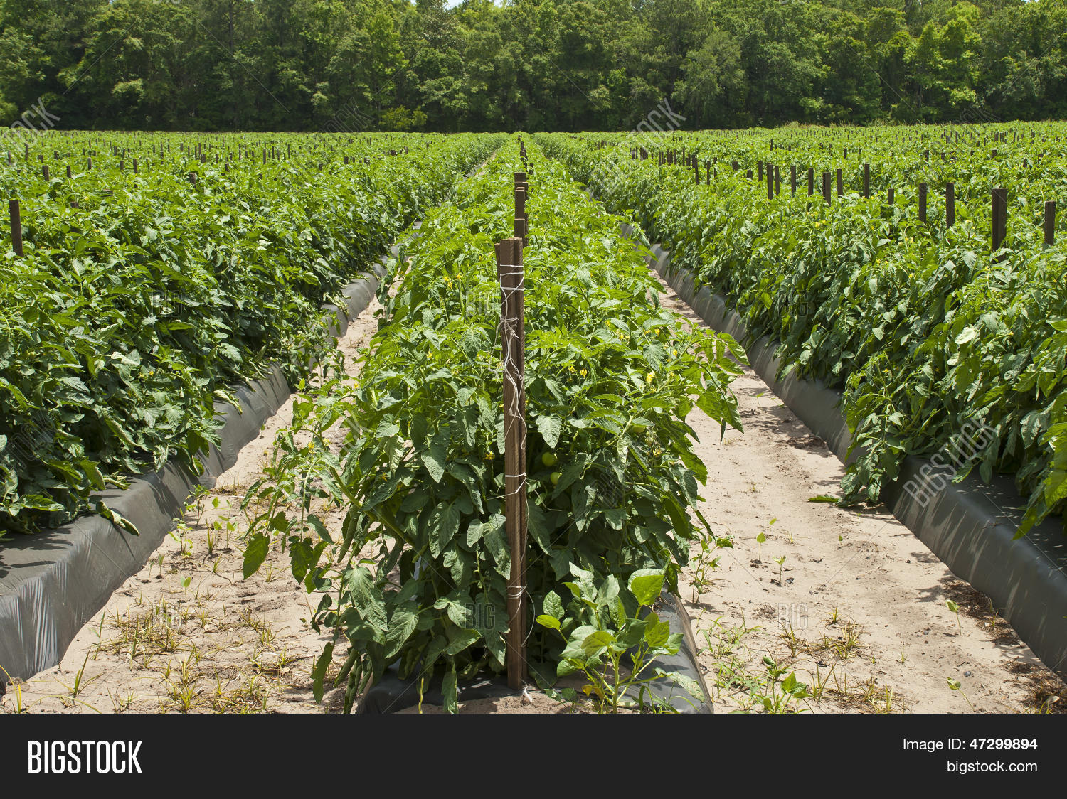Tomato Field Image & Photo (Free Trial) | Bigstock