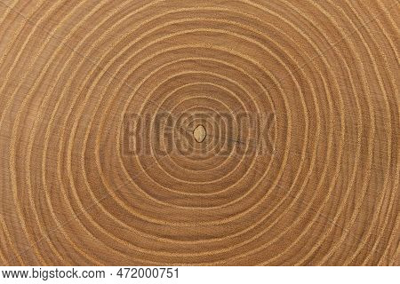 Ash Tree Trunk Cross- Image & Photo (Free Trial) | Bigstock