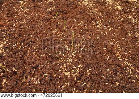 Young Germinated Wheat Image & Photo (Free Trial) | Bigstock