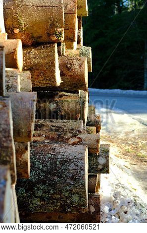 Timber Logging Forest Image & Photo (Free Trial) | Bigstock