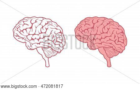 Brain. Brain Image Vector & Photo (Free Trial) | Bigstock