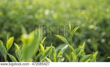 Green Tea Tree Leaves Image & Photo (Free Trial) | Bigstock