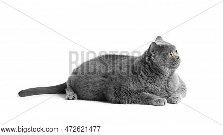 Fat Shorthair Cat Big Image & Photo (Free Trial) | Bigstock