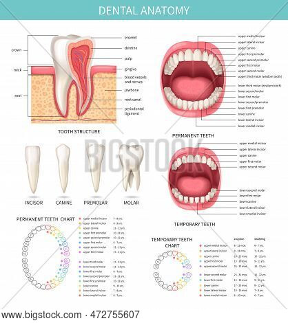 Human Teeth Realistic Vector & Photo (Free Trial) | Bigstock
