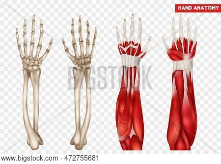 Human Hand Forearm Vector & Photo (Free Trial) | Bigstock