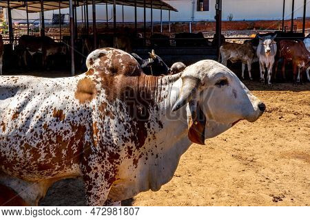 Portrait Indian Bull. Image & Photo (Free Trial) | Bigstock
