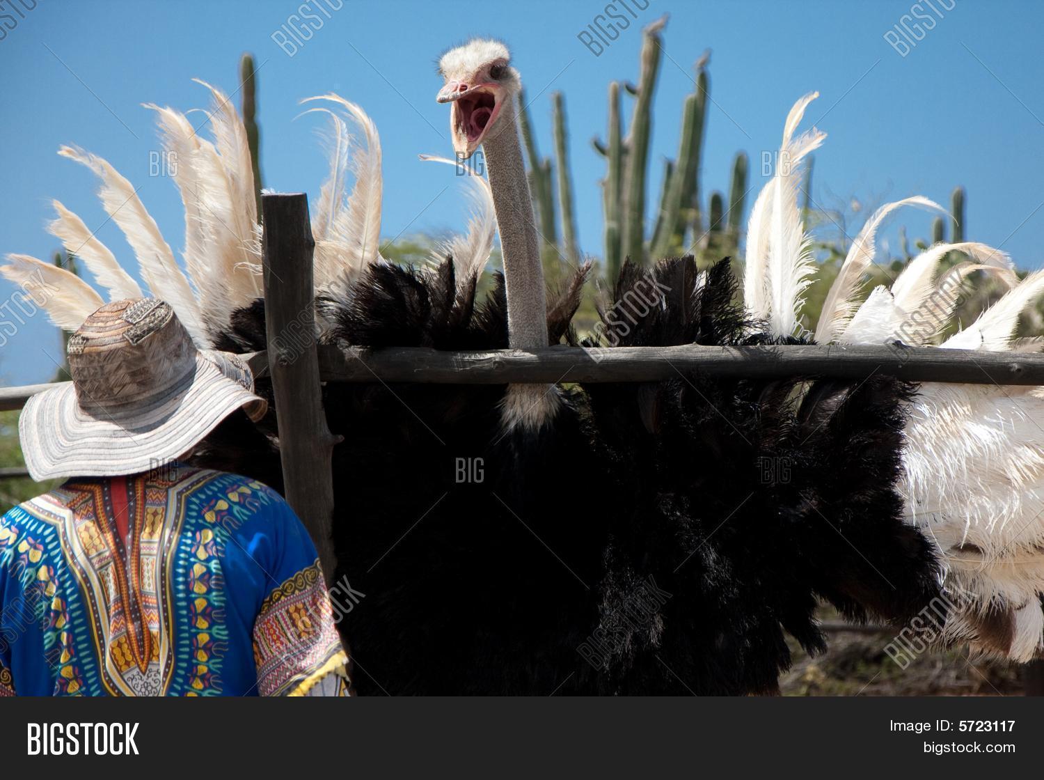 Angry Ostrich Image & Photo (Free Trial) | Bigstock