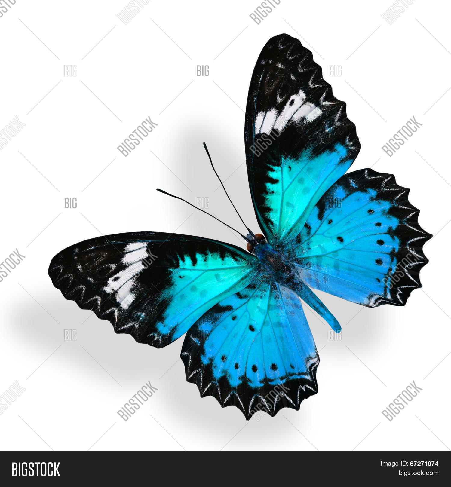 Flying Light Blue Image & Photo (Free Trial) | Bigstock