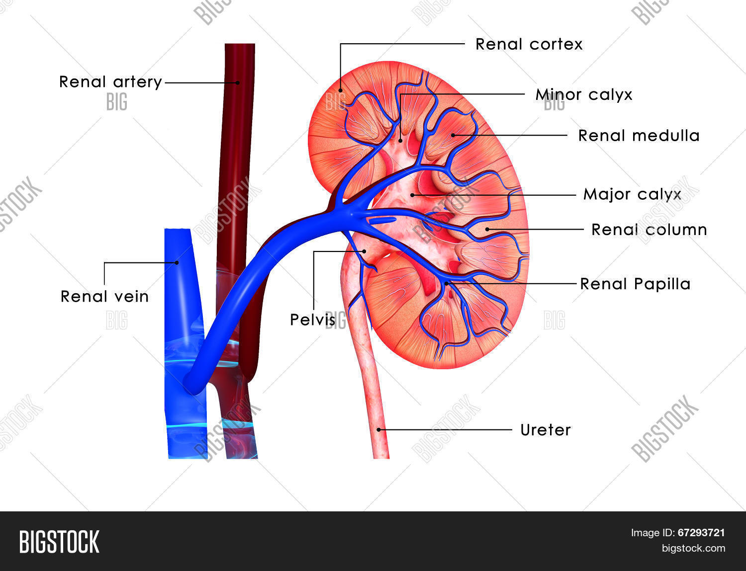 Kidney Intersection Image & Photo (Free Trial) | Bigstock