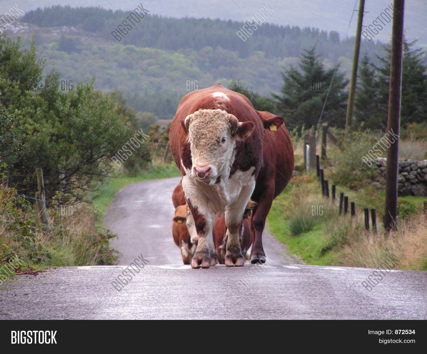 Bull Cows Approaching Image & Photo (Free Trial) | Bigstock