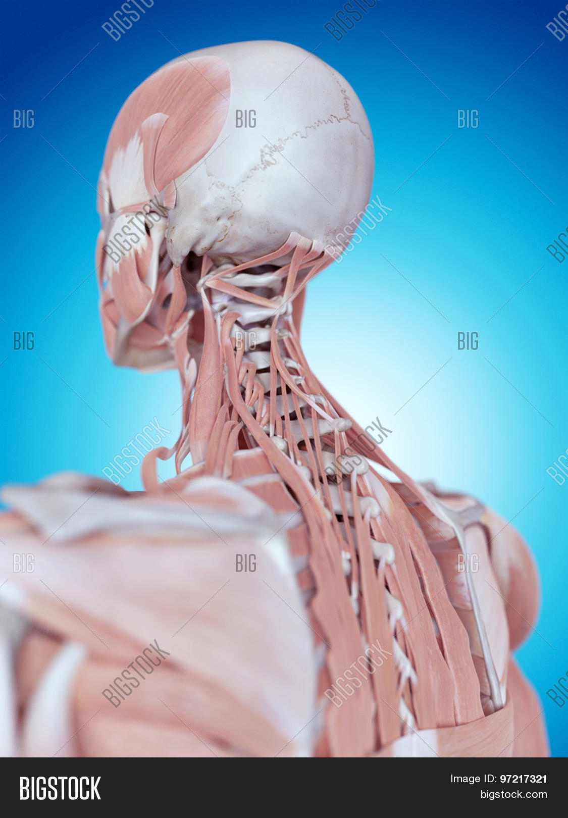 Medically Accurate Image & Photo (Free Trial) | Bigstock