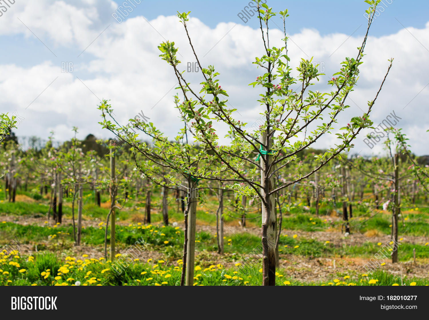 Rows New Young Apple Image & Photo (Free Trial) | Bigstock