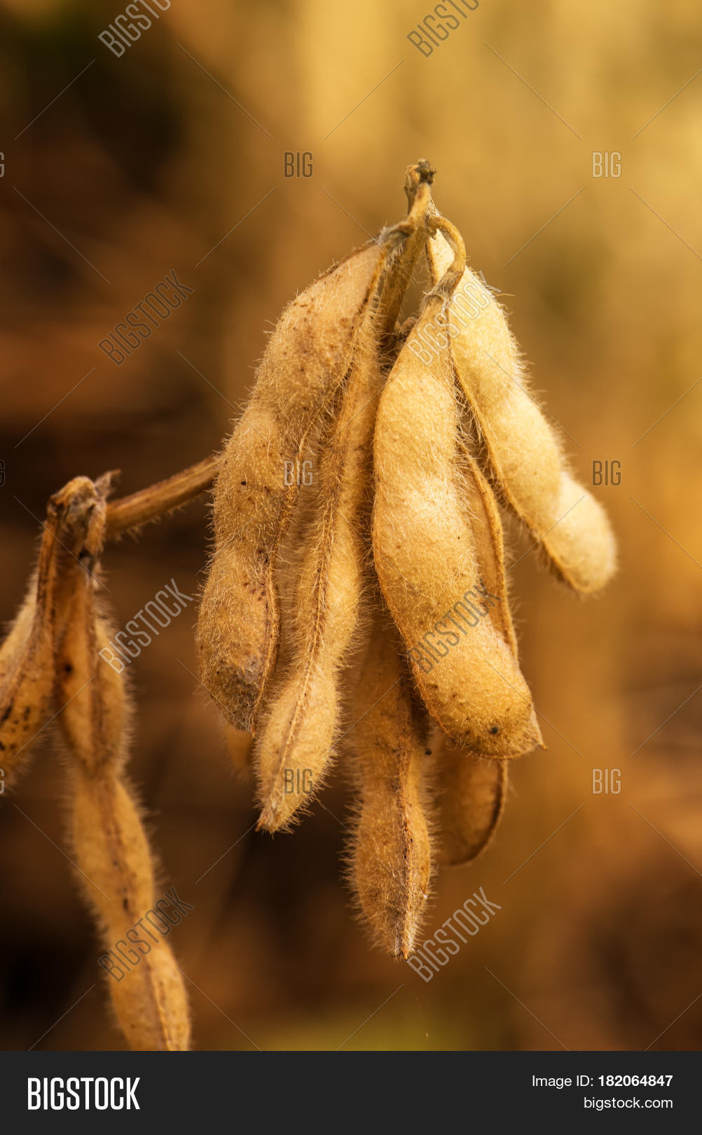 Ripe Soybean Pods Image & Photo (Free Trial) | Bigstock