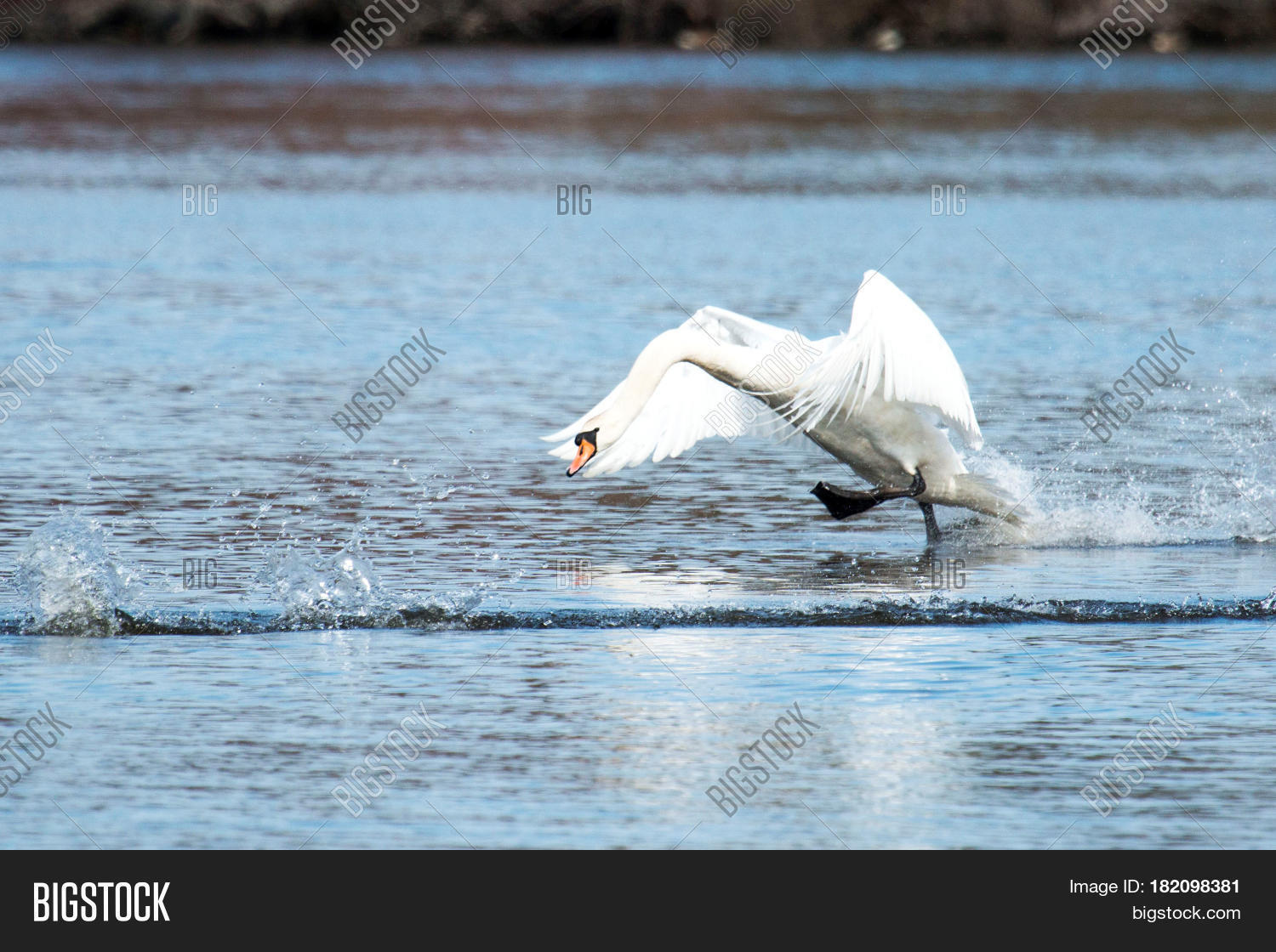 Swan Gaining Speed Fly Image & Photo (Free Trial) | Bigstock