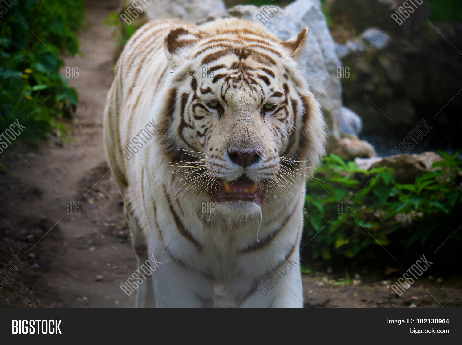 Face Face White Bengal Image & Photo (Free Trial) | Bigstock