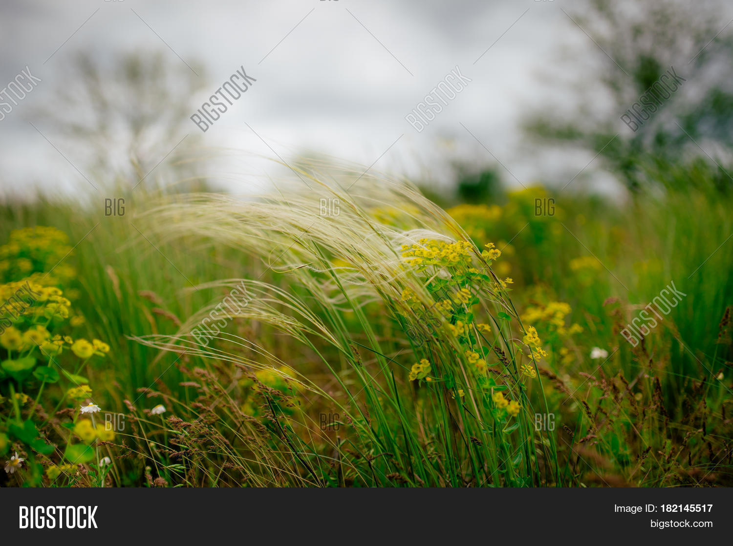 Feather Grass Field. Image & Photo (Free Trial) | Bigstock