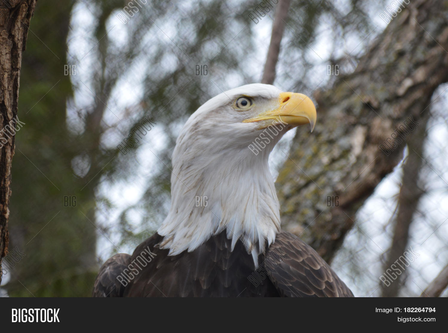 Bald Eagle Perched On Image & Photo (Free Trial) | Bigstock