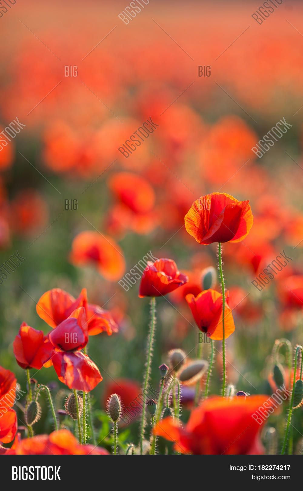 Nature, Spring, Image & Photo (Free Trial) | Bigstock
