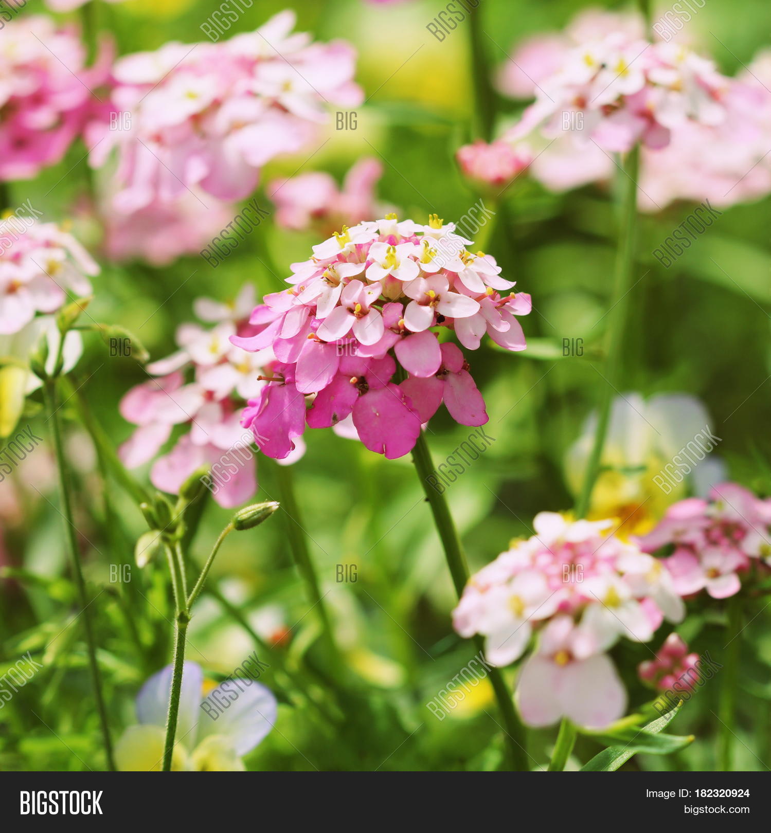 Iberis Amara Flower. Image & Photo (Free Trial) | Bigstock