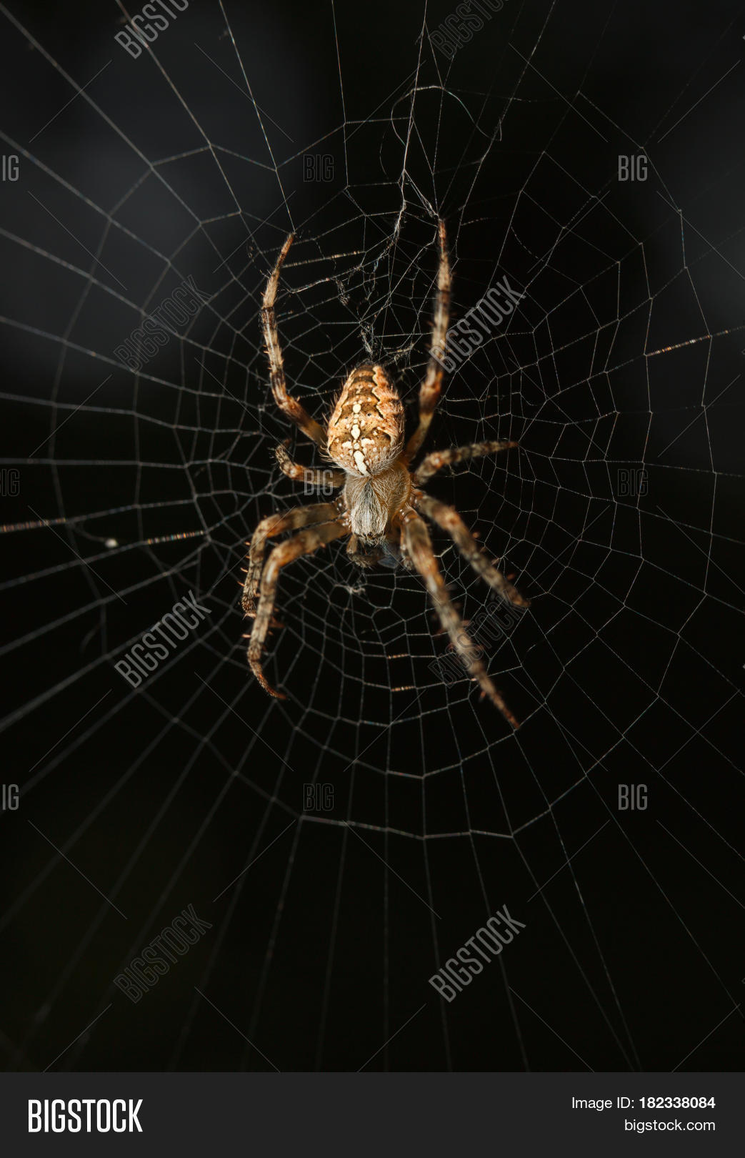 Spider Cobweb Image & Photo (Free Trial) | Bigstock