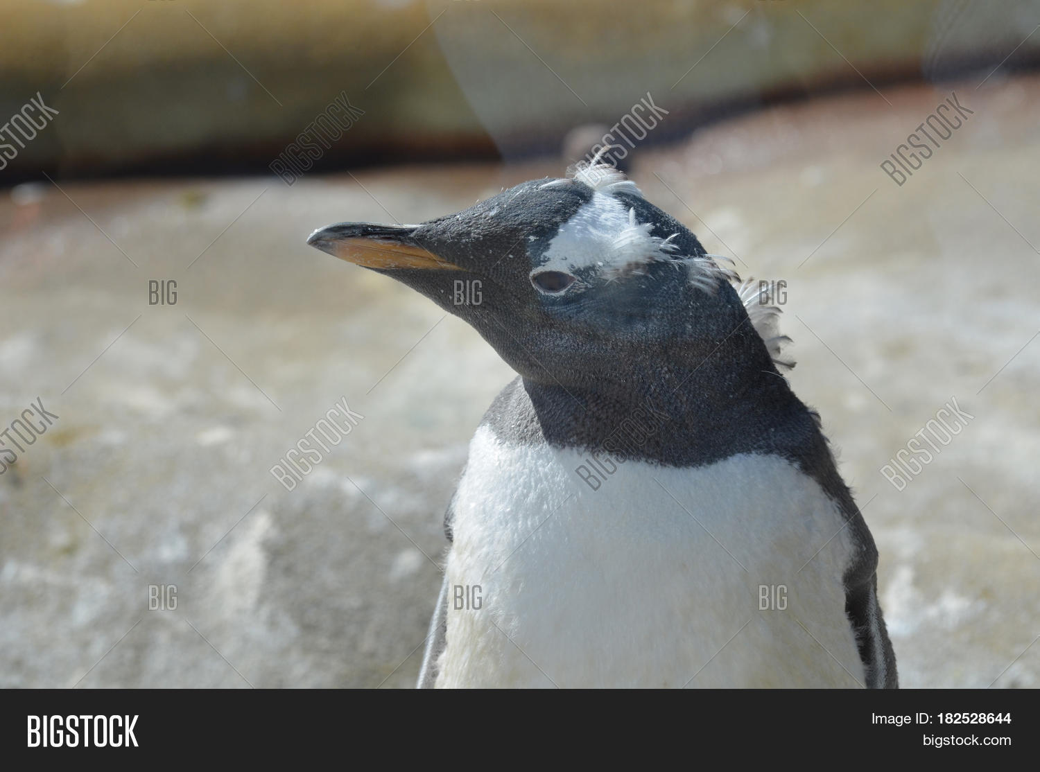 Gentoo Penguin Molting Image & Photo (Free Trial) | Bigstock