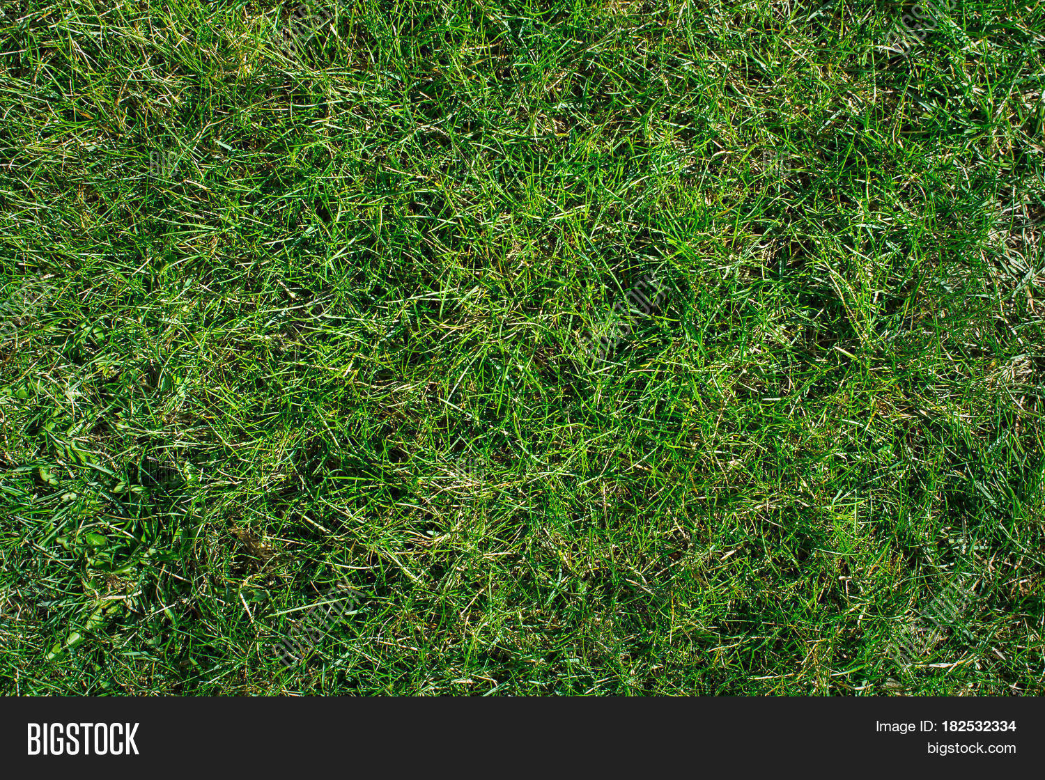 Green Lawn Background Image & Photo (Free Trial) | Bigstock