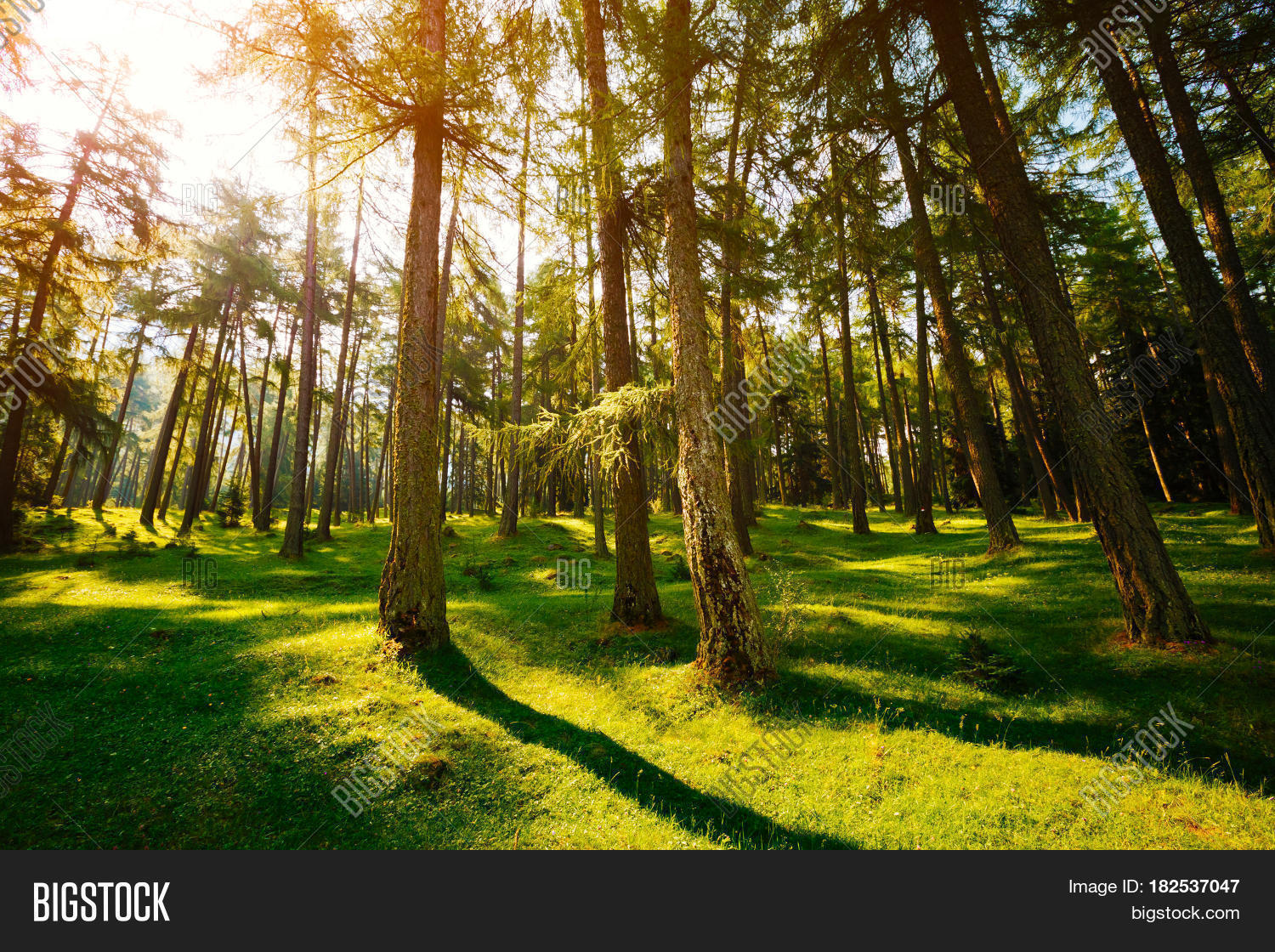 Magical Woods Morning Image & Photo (Free Trial) | Bigstock