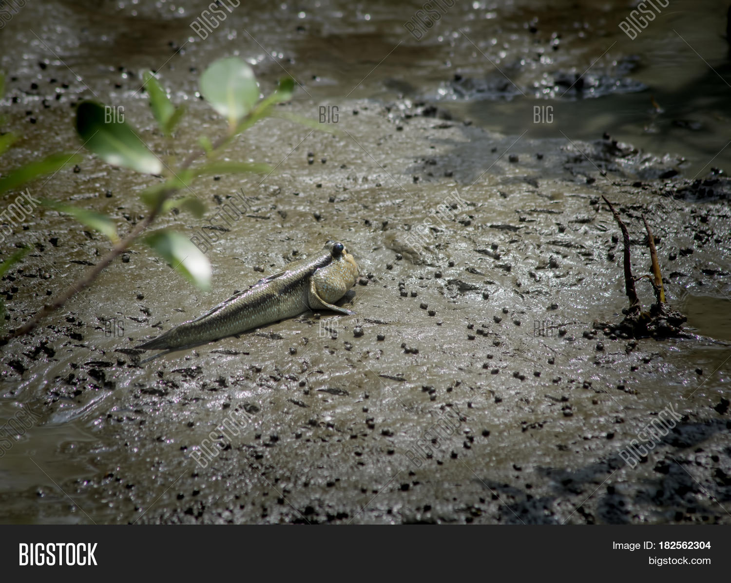 Mudskipper Amphibious Image & Photo (Free Trial) | Bigstock
