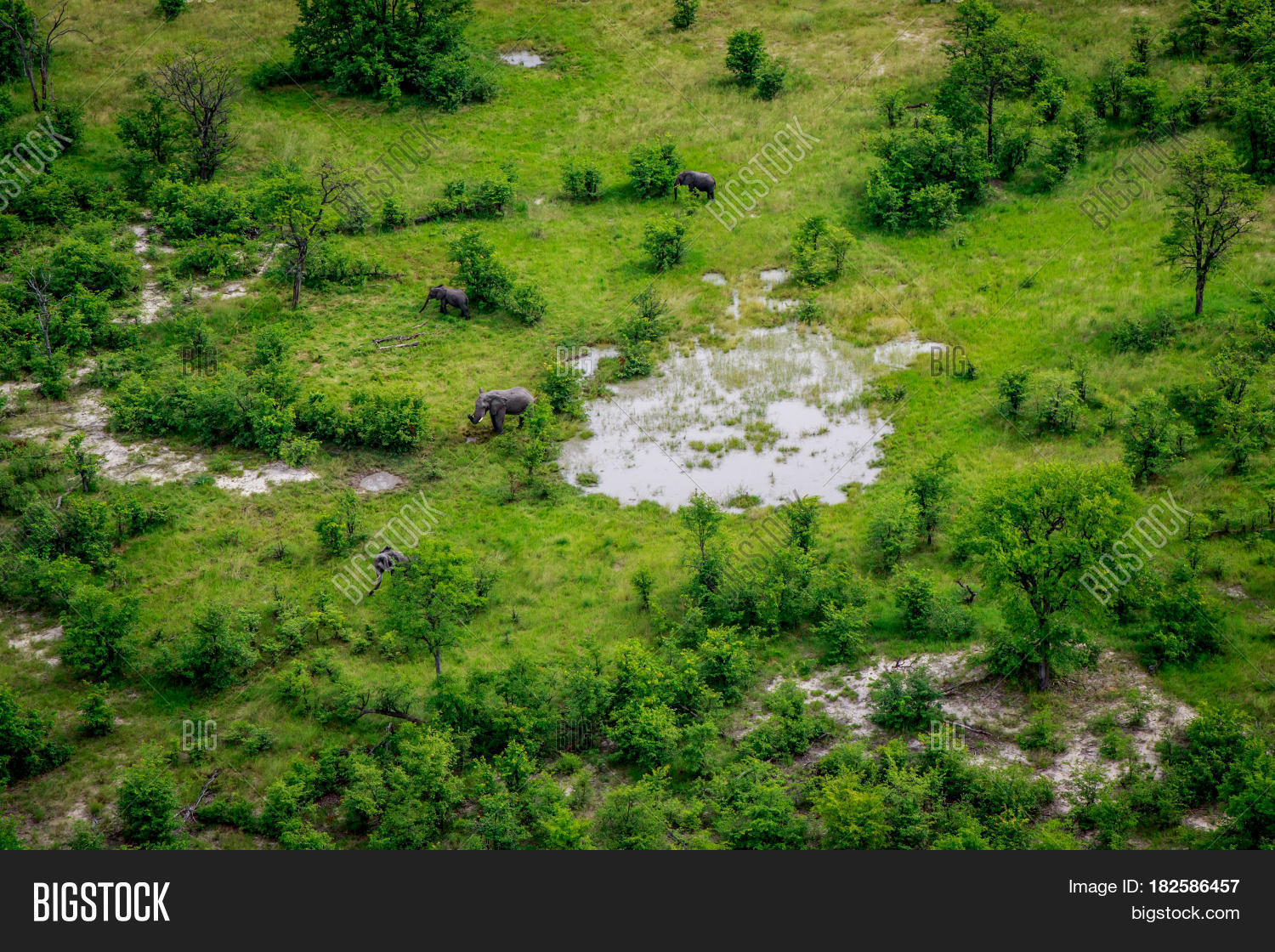 Aerial View Elephants Image & Photo (Free Trial) | Bigstock