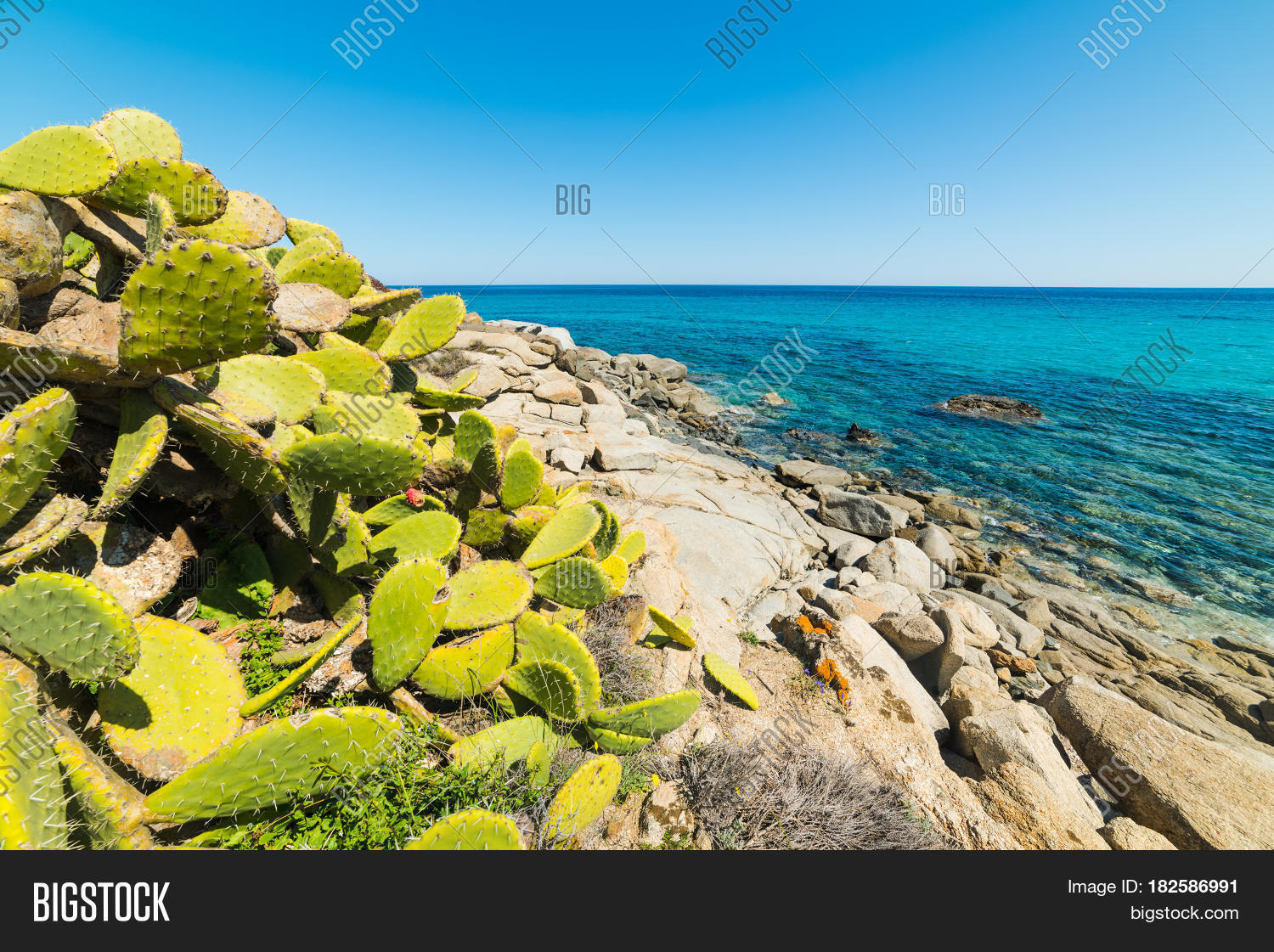 Cactus By Sea Sant' Image & Photo (Free Trial) | Bigstock