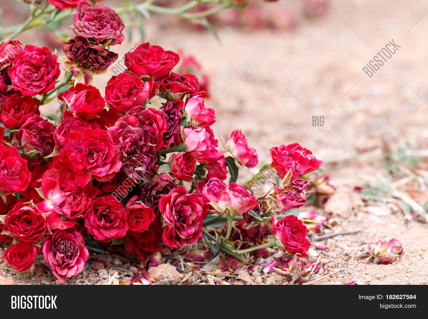 Red Roses Lying On Image & Photo (Free Trial) | Bigstock
