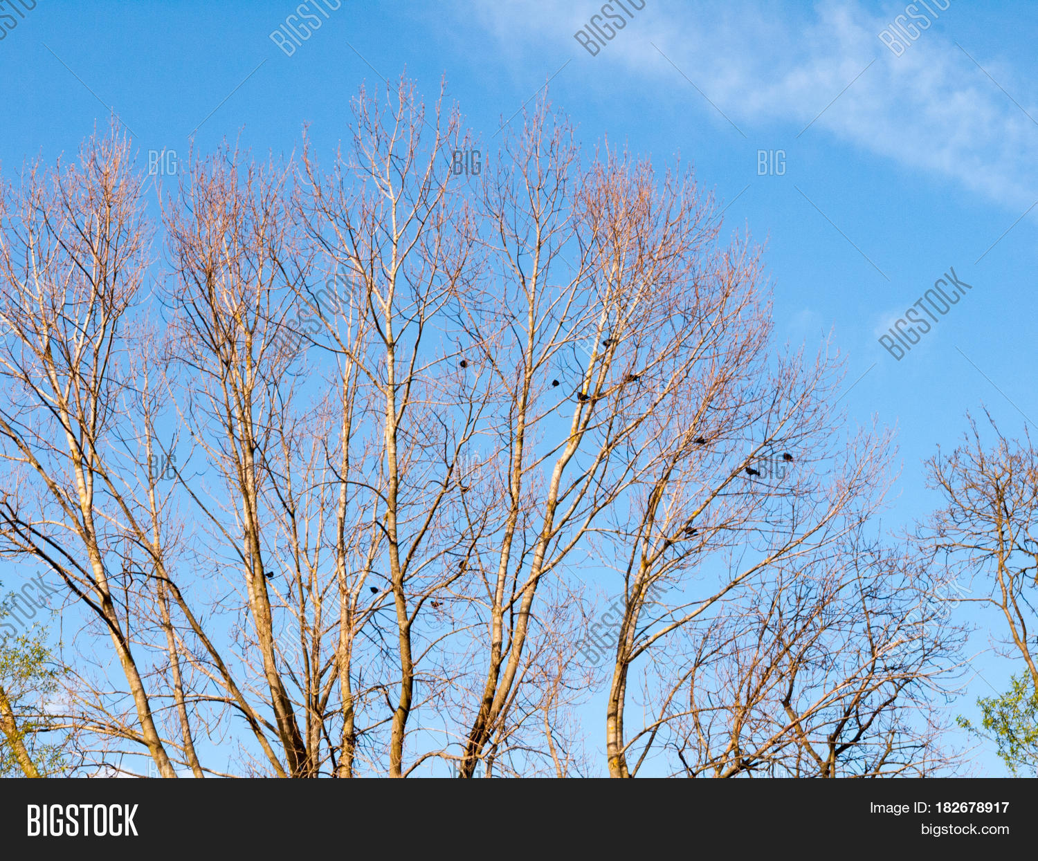 Top Tree No Leafs Bare Image & Photo (Free Trial) | Bigstock